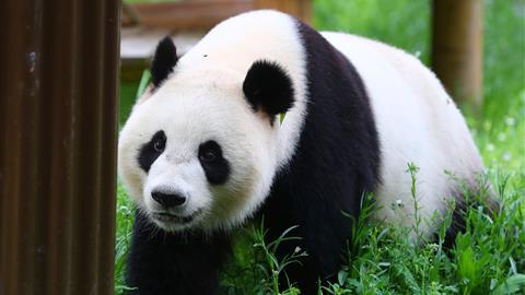 Two giant pandas make enchanting debut at Dutch zoo - SHINE News