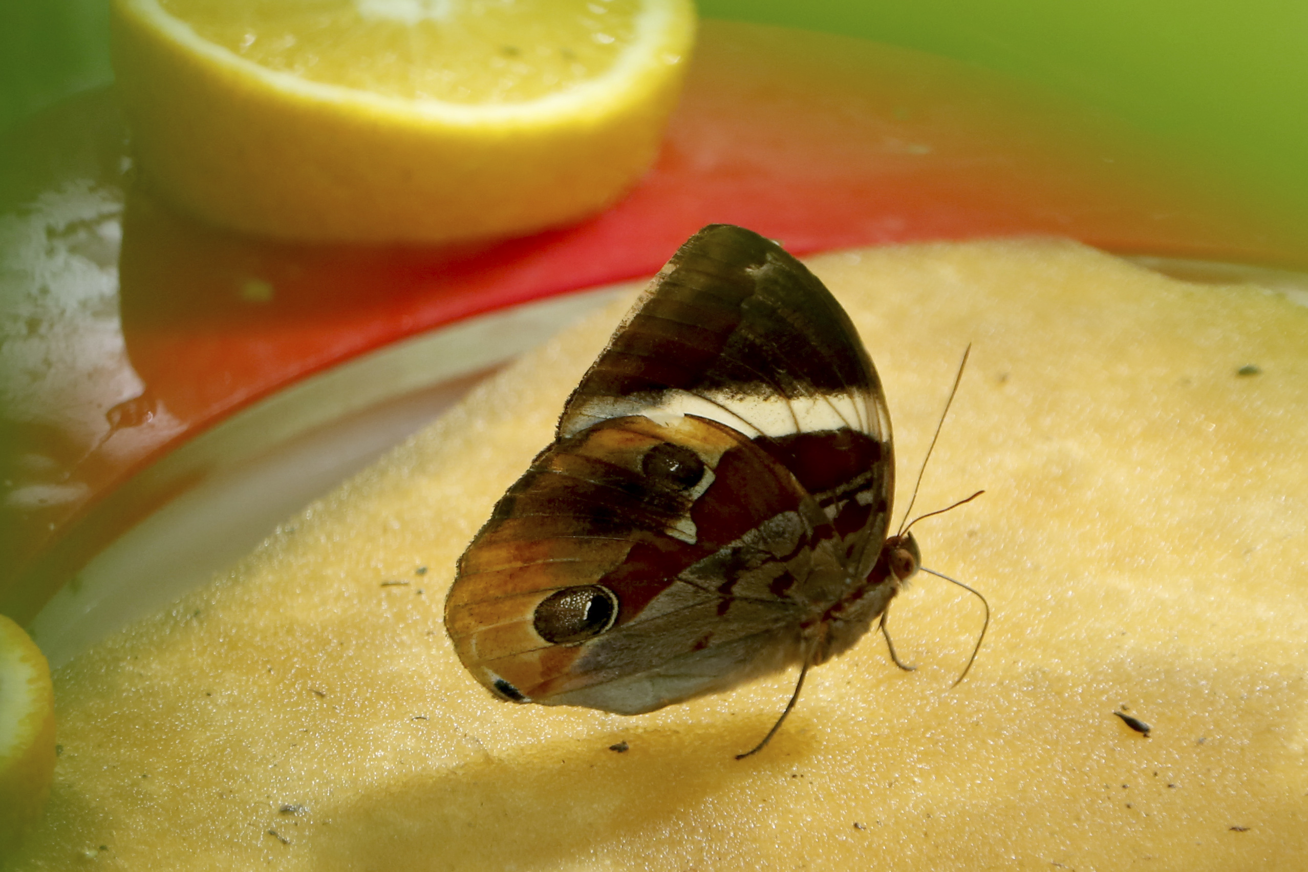 Shanghai Zoo launches butterfly exhibition - SHINE News