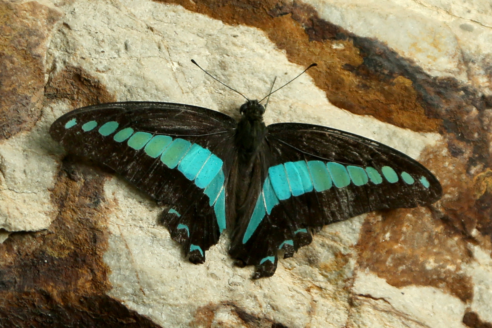 Shanghai Zoo launches butterfly exhibition - SHINE News