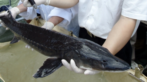 City News Services 城市资讯服务商