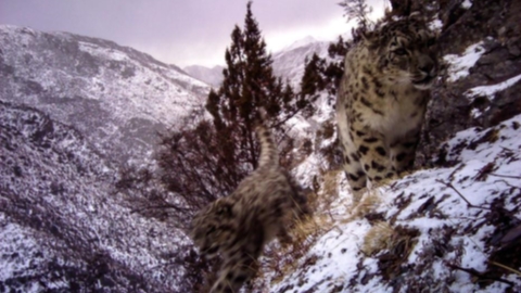 Snow leopards spotted for first time in eastern Tibet - SHINE News
