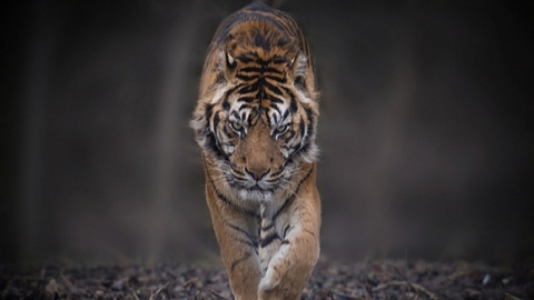 Beijing court begins tiger attack hearing - SHINE News