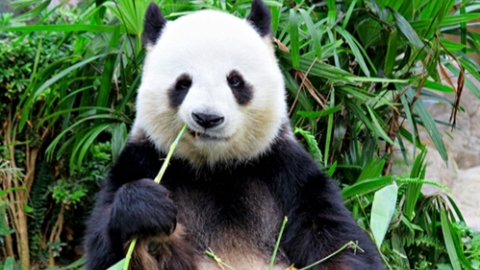 Study sheds light on giant panda diet - SHINE News