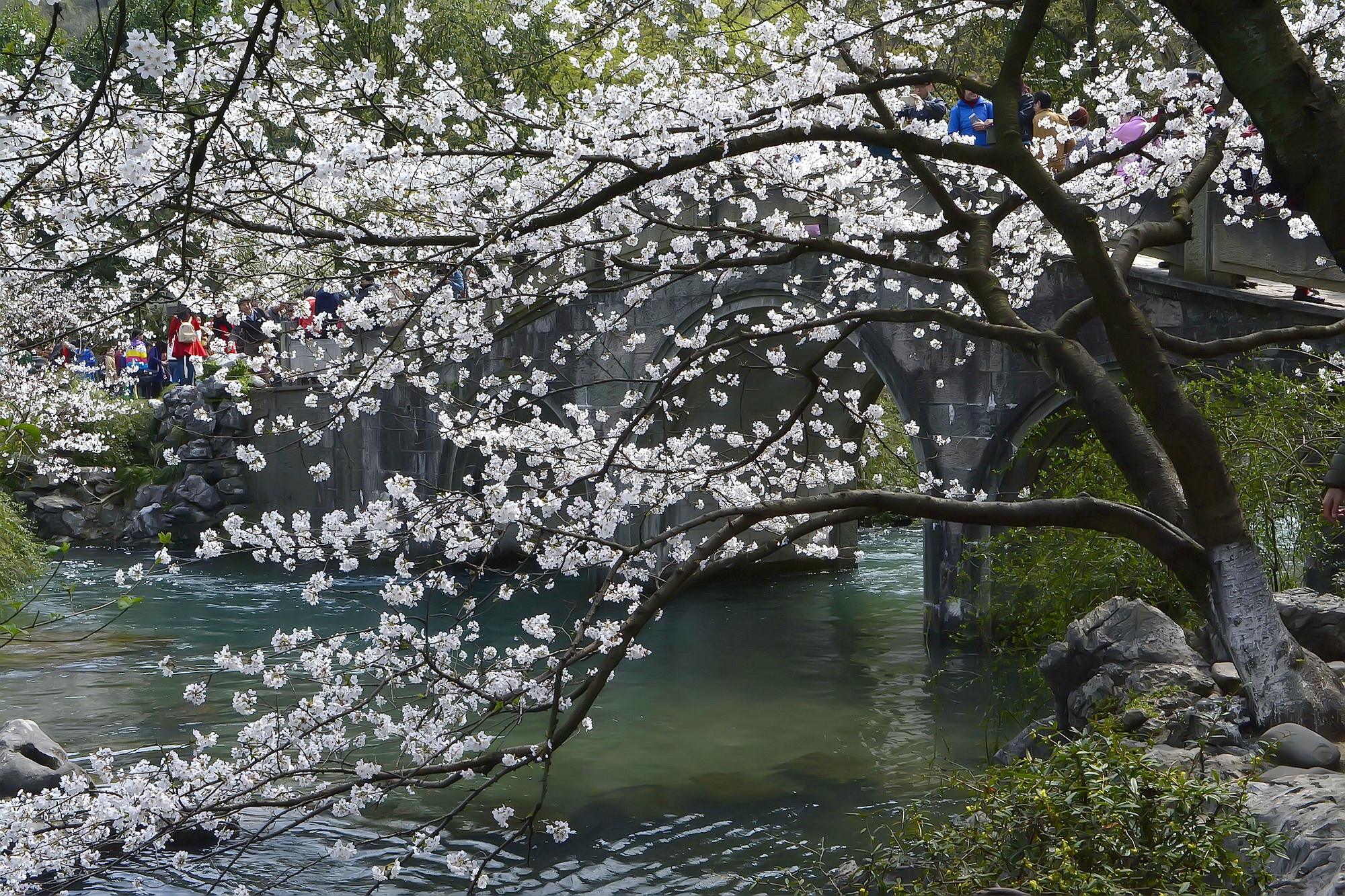 Spring in Hangzhou is blooming marvelous - SHINE News