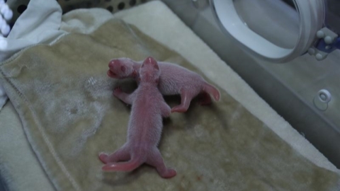 Twin panda cubs born in Chengdu breeding base - SHINE News