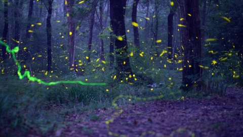Fireflies to get protected area in forest park - SHINE News
