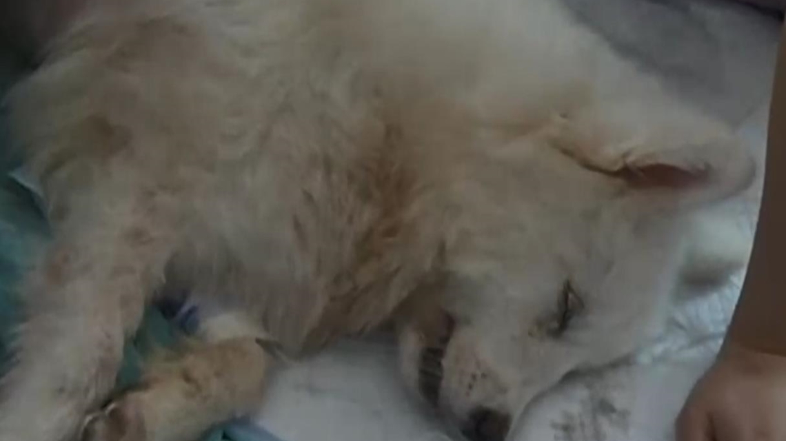 Angry mob arrives at man's house after video of dog beating goes viral ...