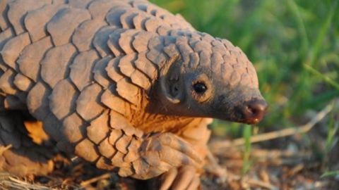Pangolin's genome sequencing achieved - SHINE News