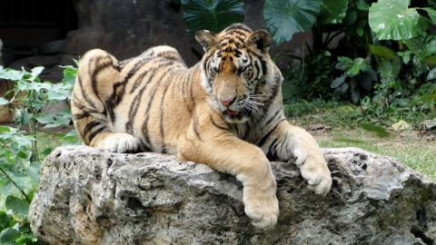 China patrols national park to enhance tiger, leopard protection ...