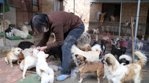 Year of the Dog to see increased help for stray animals across China ...