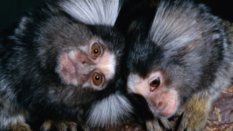 Transgenic monkeys with human gene show human-like brain development ...