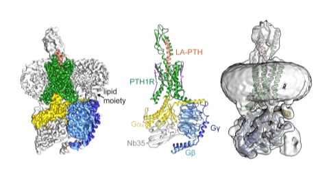 Chinese scientists first in the world to map protein complex - SHINE News