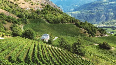 Elevated beauty of Swiss wines - SHINE News
