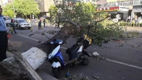 Gale kills 4 in Beijing - SHINE News