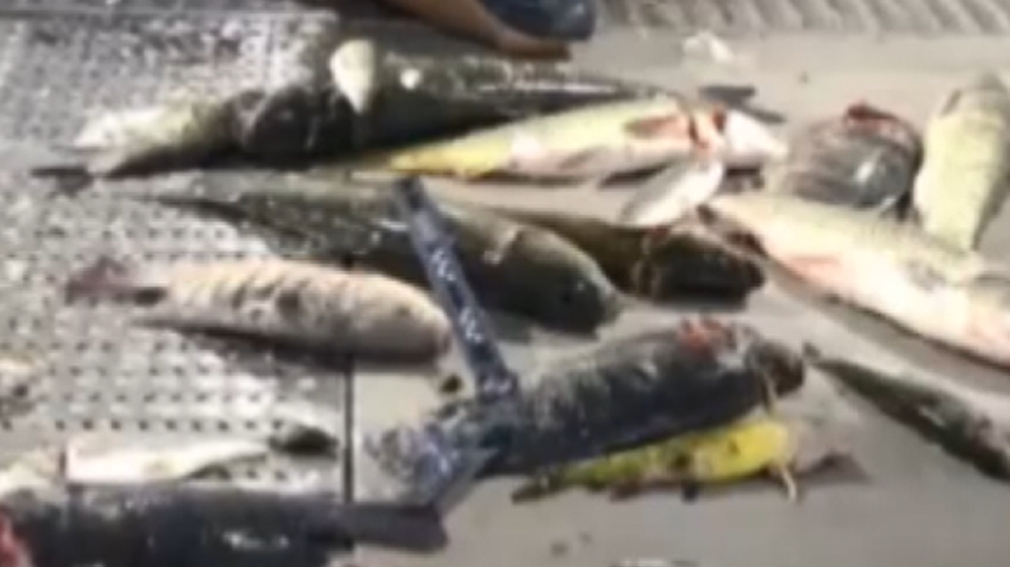 Man in custody after slashing fish in market - SHINE News