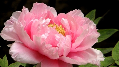 China mulls naming peony as national flower - SHINE News