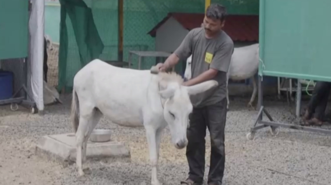 Indian donkey becomes famous online for singing - SHINE News