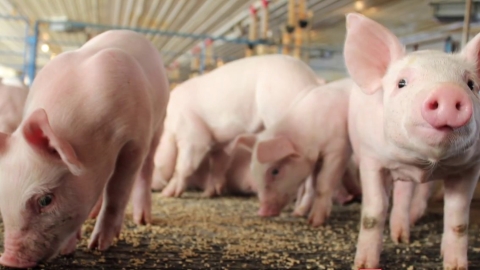 China issues guideline to further stabilize hog production - SHINE News