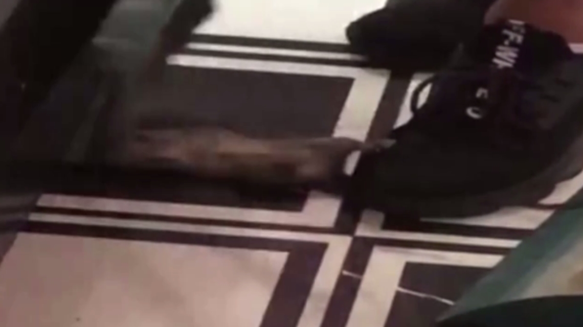 Woman injured by falling mouse during meal - SHINE News