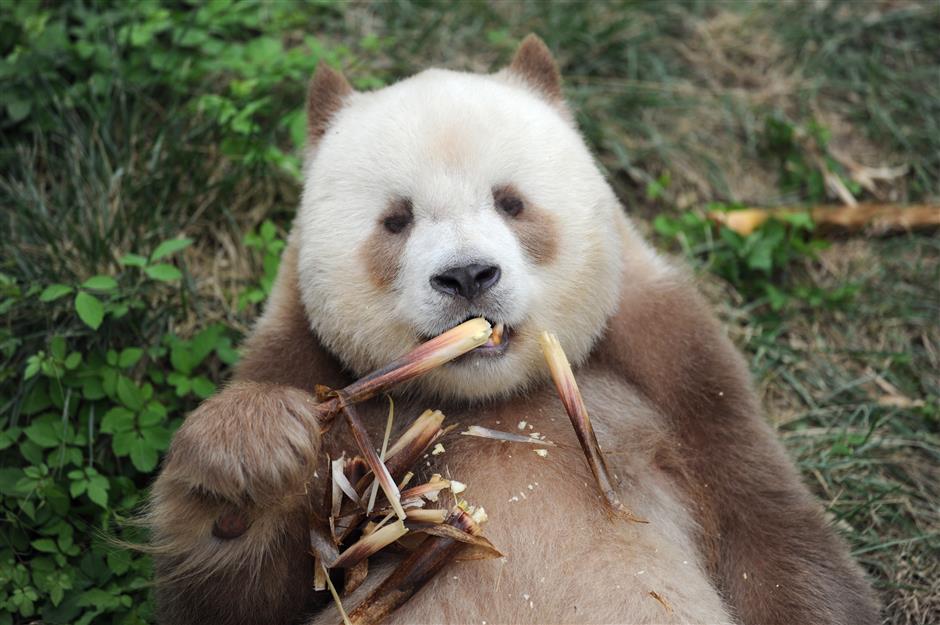 World s Only Captive Brown Giant Panda Adopted SHINE News