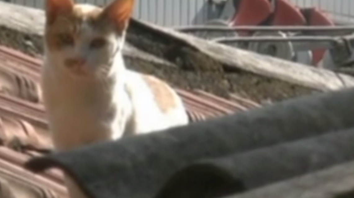 Investigation underway after stray cats die - SHINE News