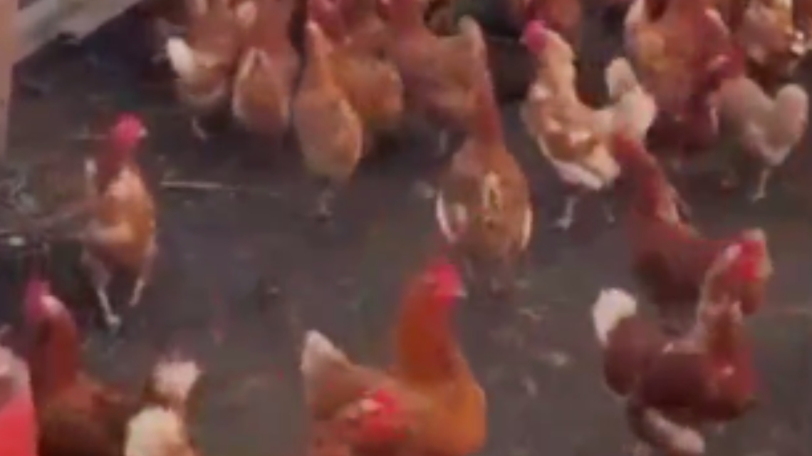 Cocky hawk vs angry chickens - SHINE News