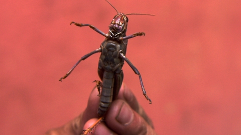 Crunch time as locust plague hits Africa - SHINE News