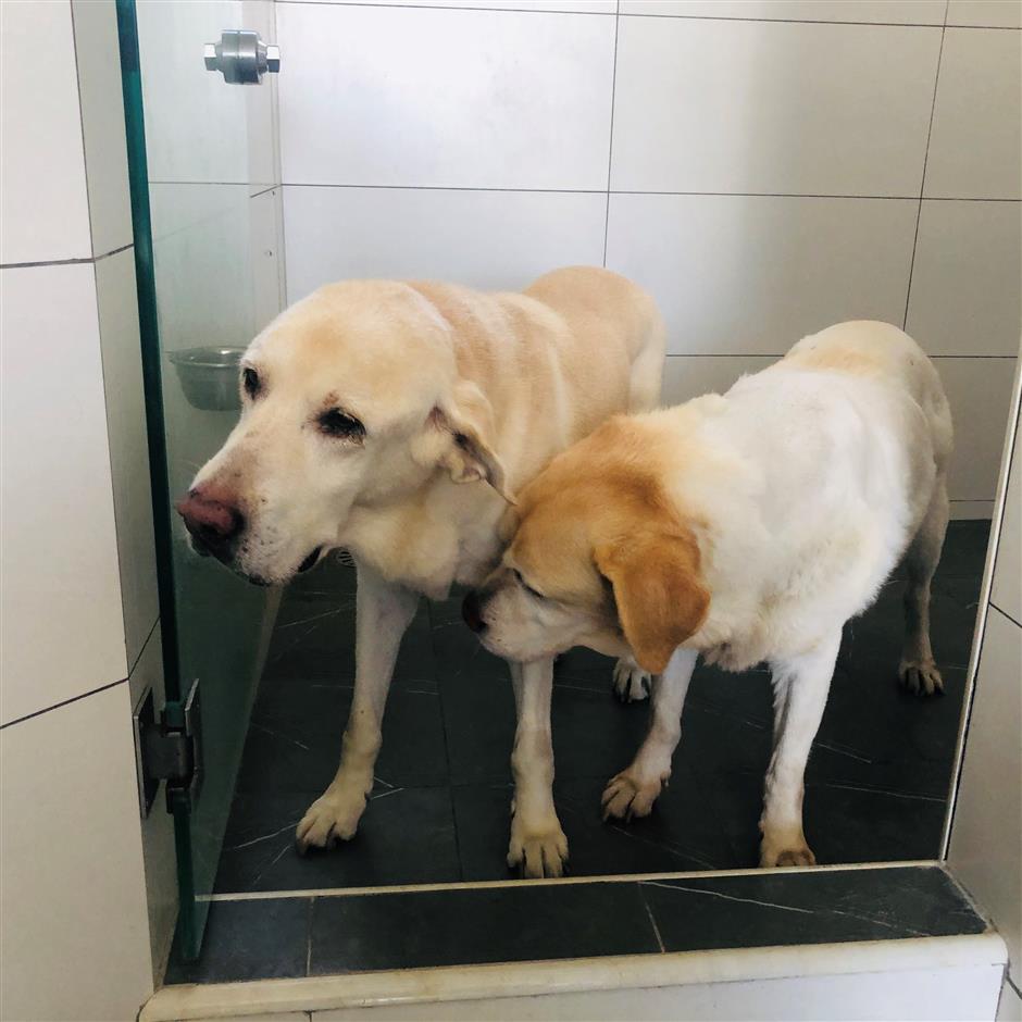 Offers of new homes for retired guide dogs - SHINE News