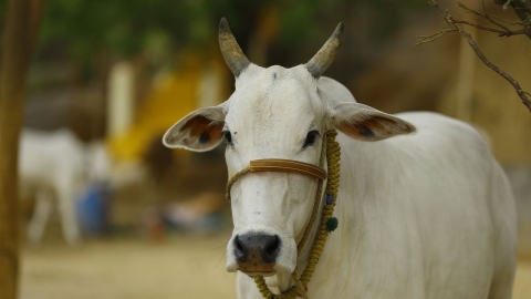 India plans mass online national cow science test - SHINE News