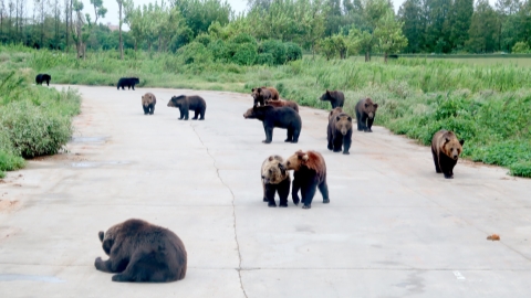 Safety violation led to fatal bear attack - SHINE News