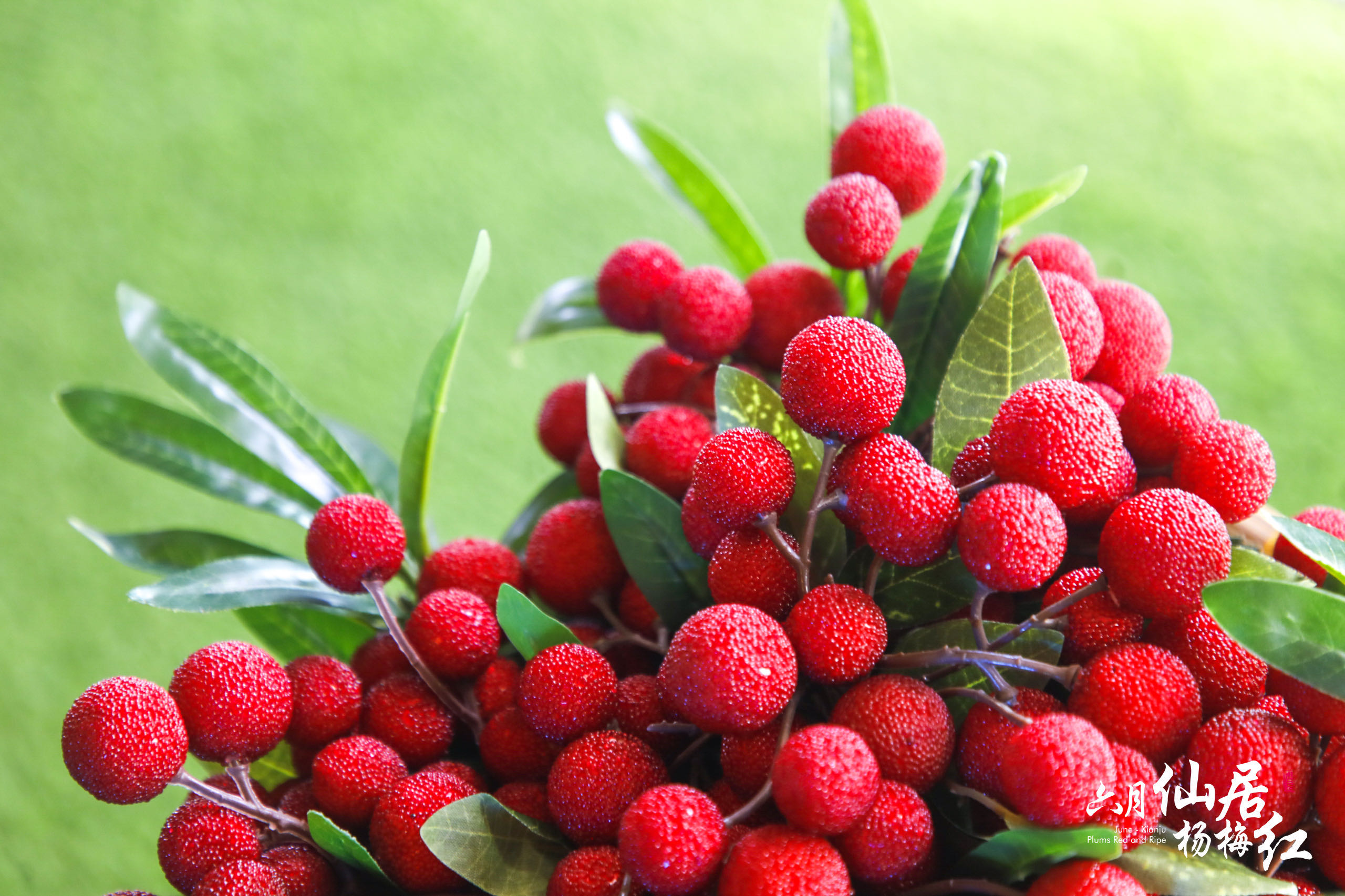 Waxberry county appeals to Shanghai tourists - SHINE News