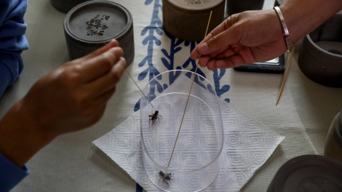 Cricket fighting: A 1,500-year-old hobby still attracts modern fans ...