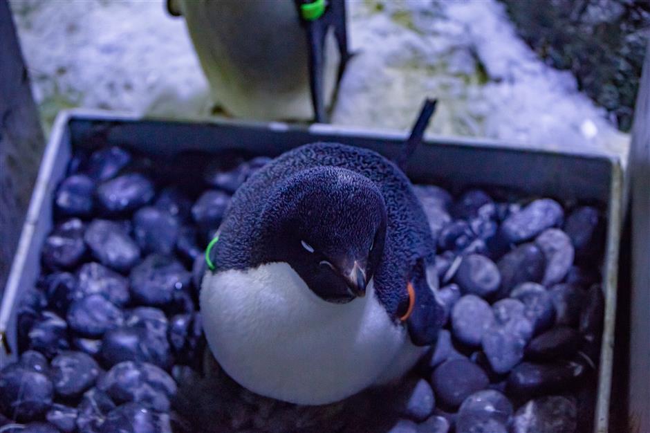 Good tidings for park amid Adelie penguin breeding season