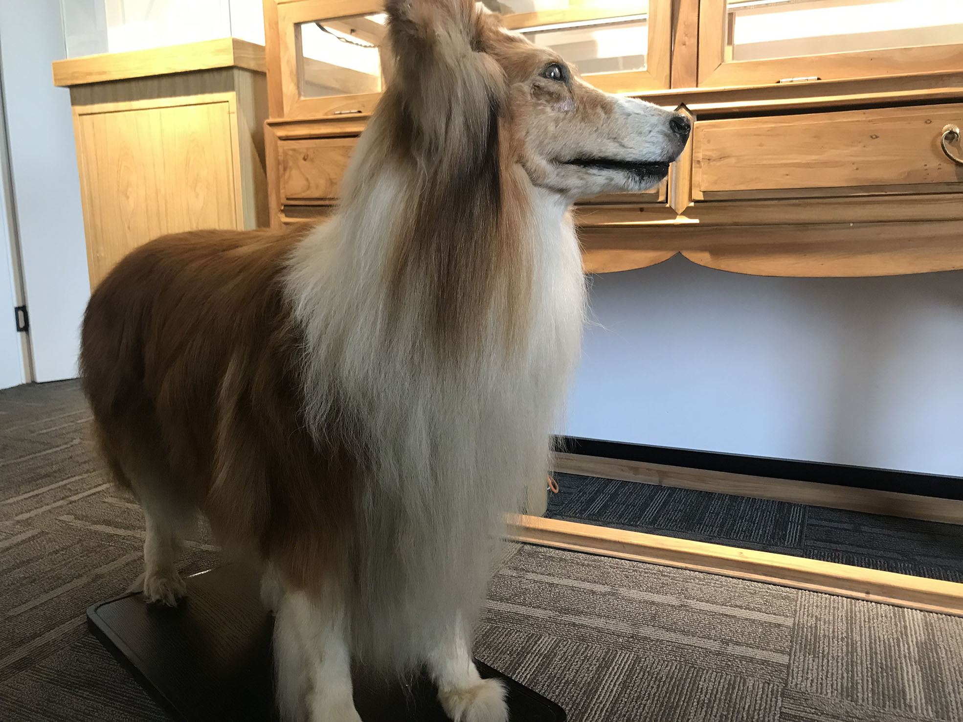 City News Services 城市资讯服务商