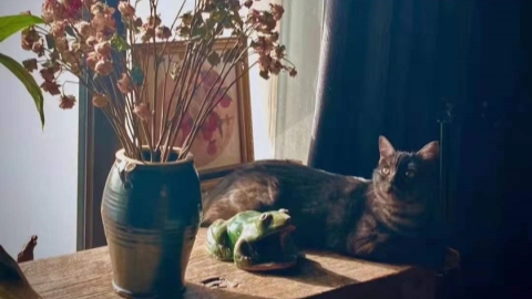 City News Services 城市资讯服务商