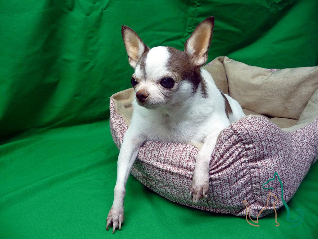 Stuffed cats and dogs: option for the bereaved - SHINE News