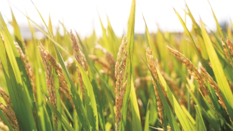 Zhangma early-ripening rice is on the boil - SHINE News