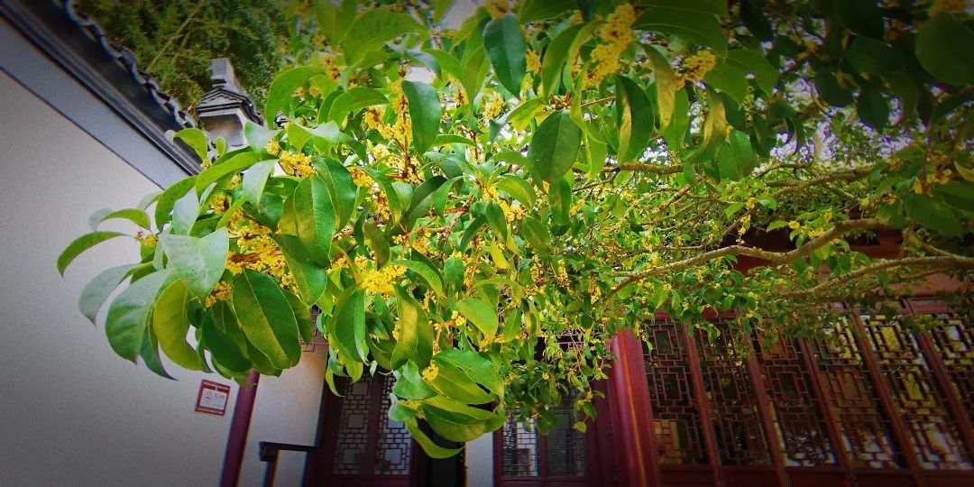 City News Services 城市资讯服务商