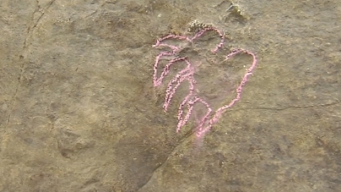 City News Services 城市资讯服务商