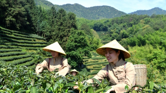 China's traditional tea-making enters UNESCO cultural heritage list ...