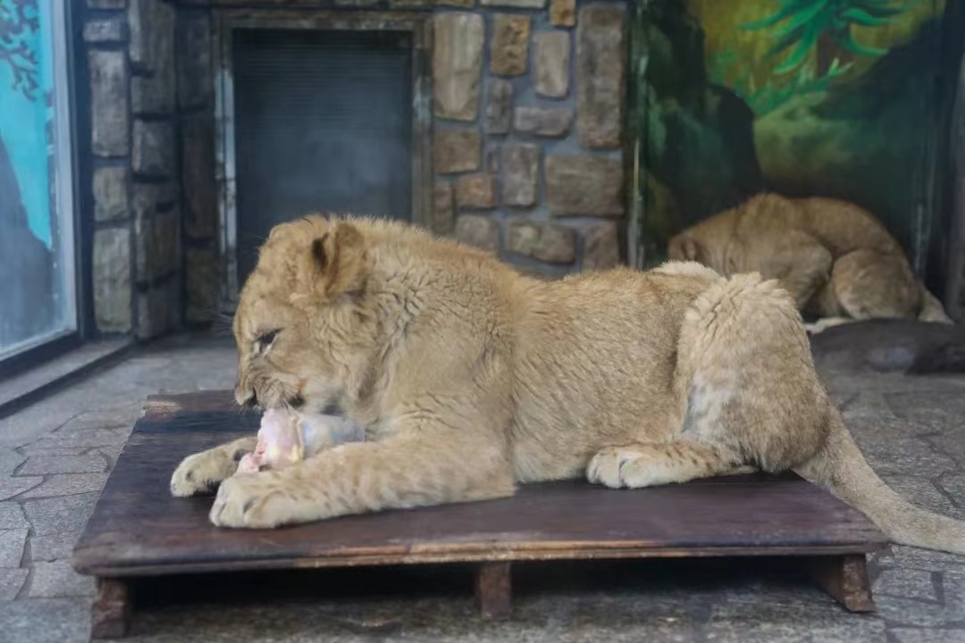 Shanghai Wild Animal Park prepares animals for dropping temperatures ...