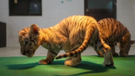 Shanghai Wild Animal Park prepares animals for dropping temperatures ...