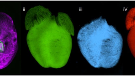 Local scientists make breakthrough with cell research - City News Service