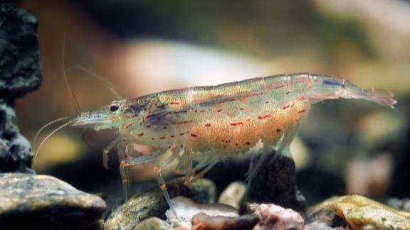 City News Services 城市资讯服务商