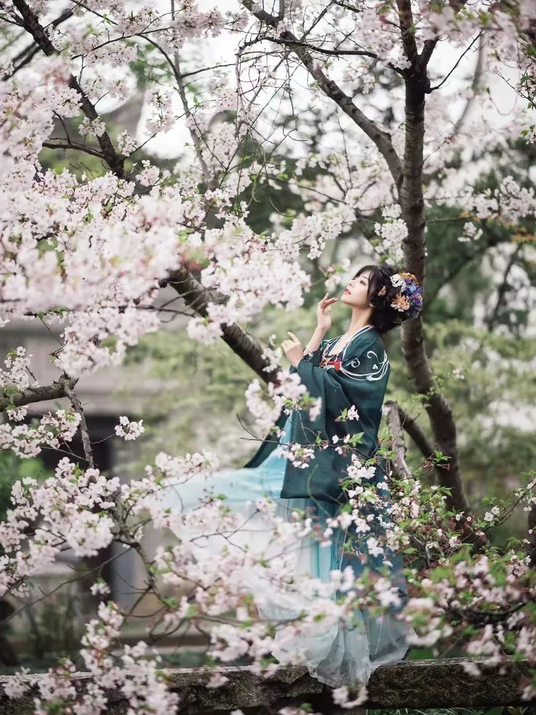 Where to enjoy spring cherry blossoms in Shanghai - City News Service
