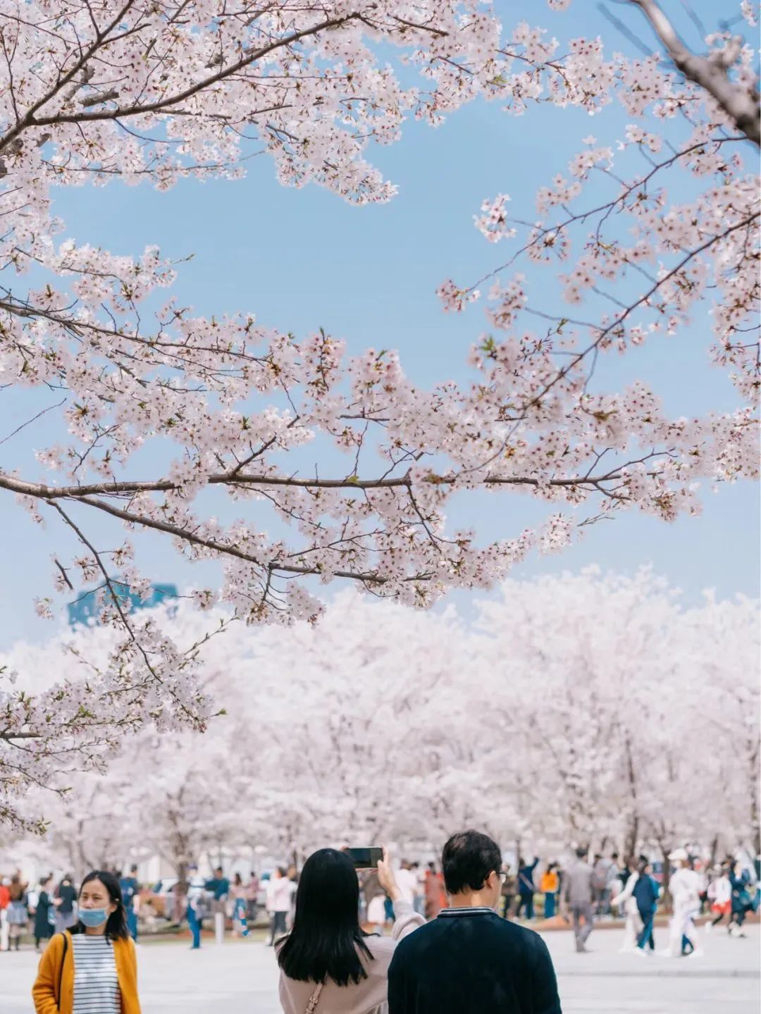 Where to enjoy spring cherry blossoms in Shanghai - City News Service