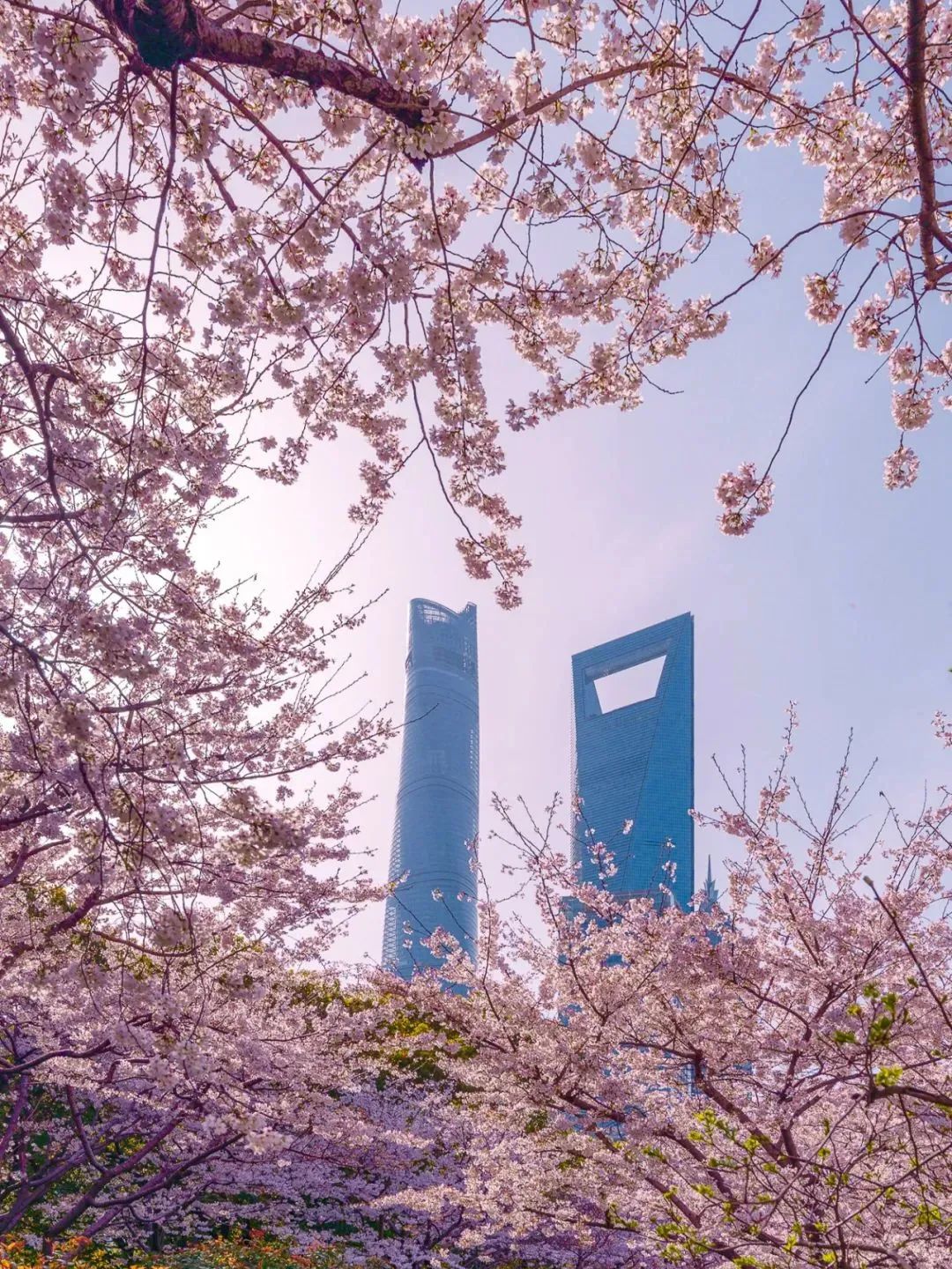 Cherry Blossoms In Shanghai at Brittany Molina blog