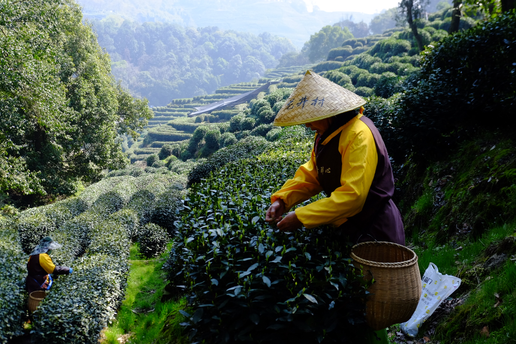 From terraced fields to teapot: a journey through Hangzhou's Longjing ...