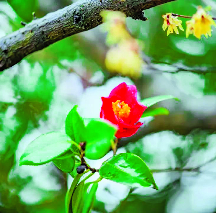 Its spring and Songjiang is in full bloom - City News Service