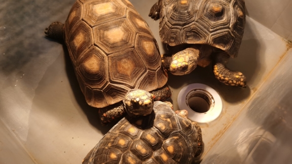 City News Services 城市资讯服务商